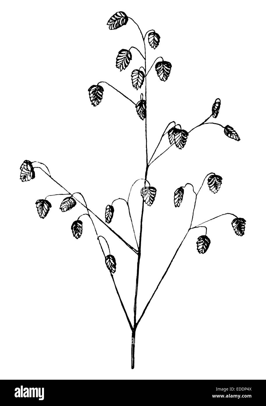 Poaceae illustration hi-res stock photography and images - Alamy