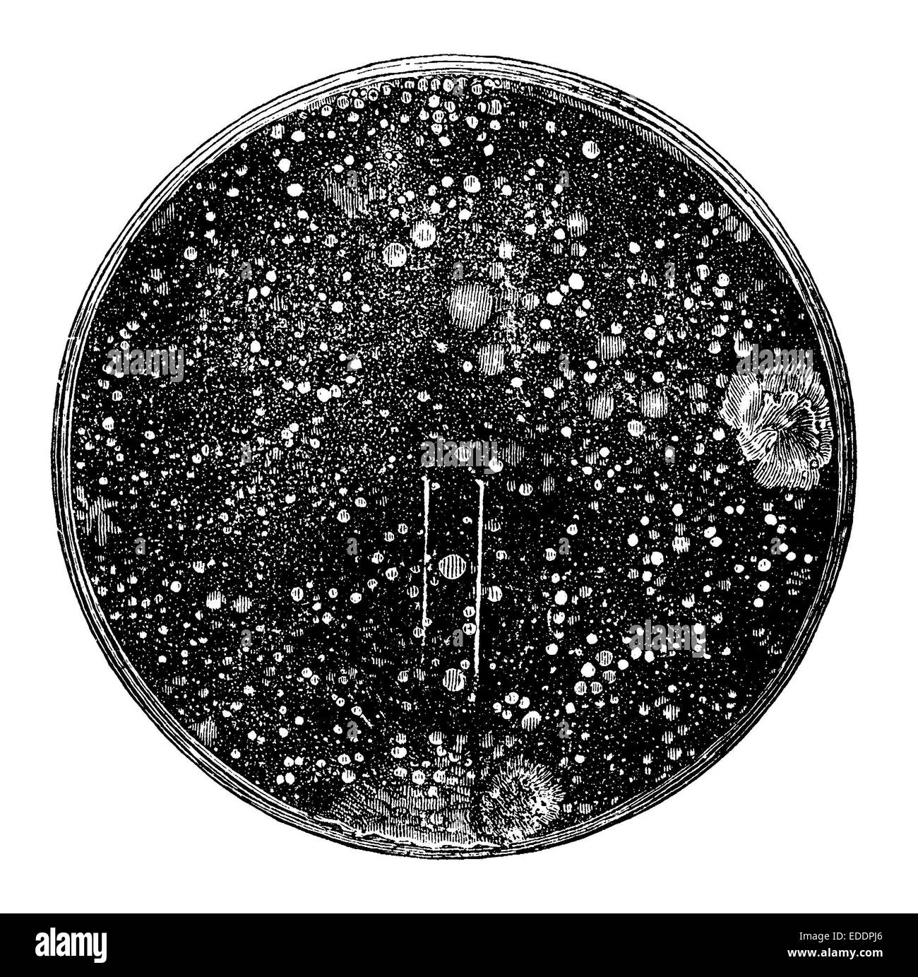 Bacterial colonies hi-res stock photography and images - Alamy