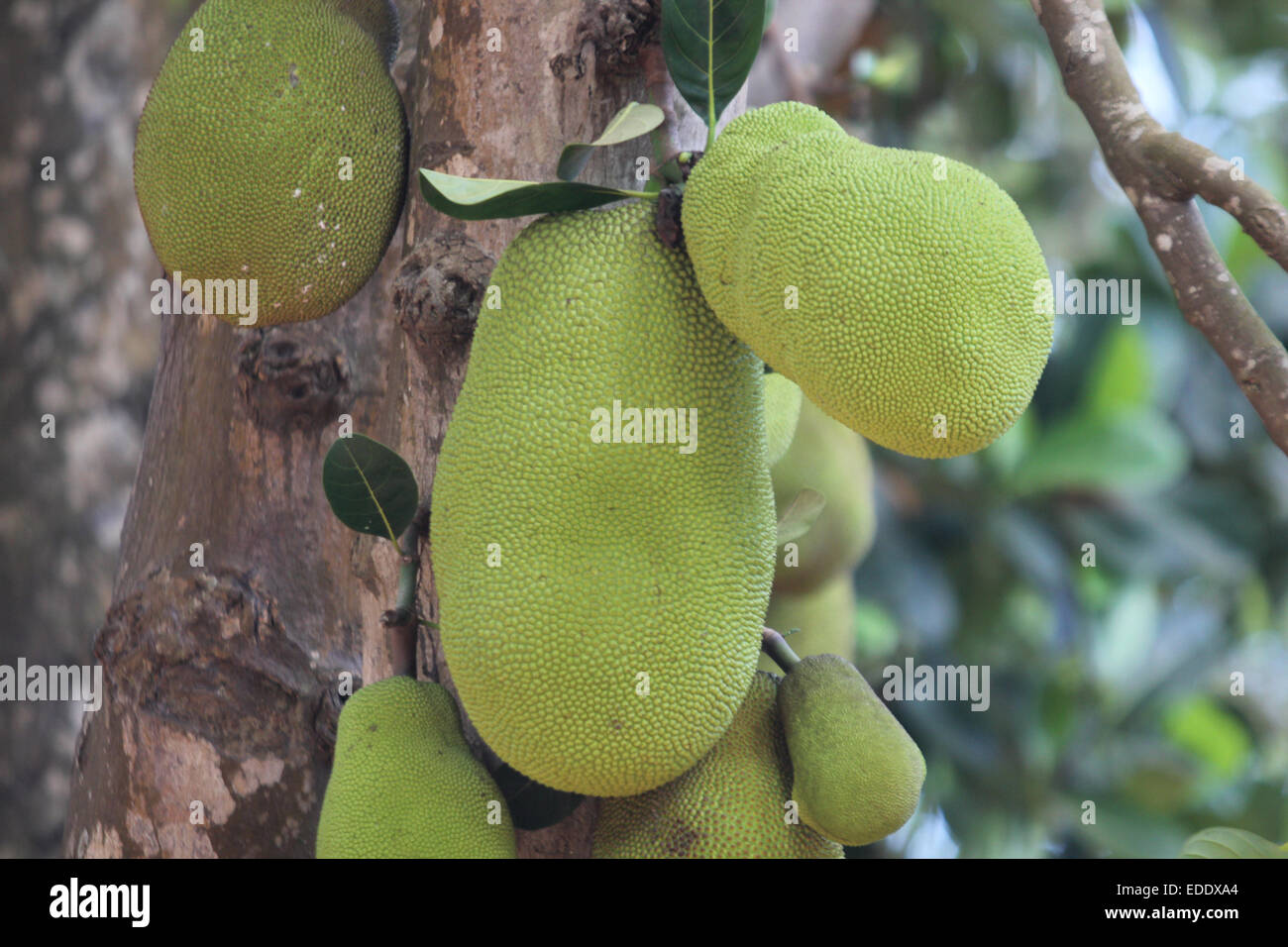 A harvestful Jackfruit tree in Kampala, Uganda Stock Photo - Alamy