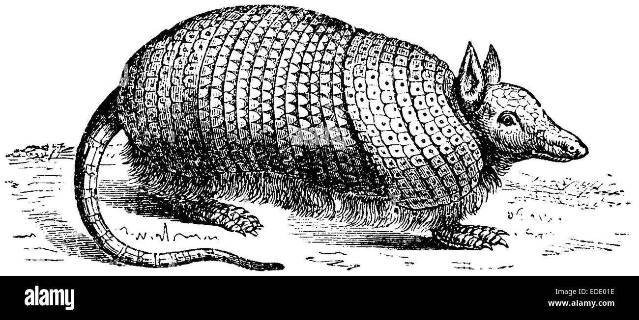 Zoological illustration hi-res stock photography and images - Alamy