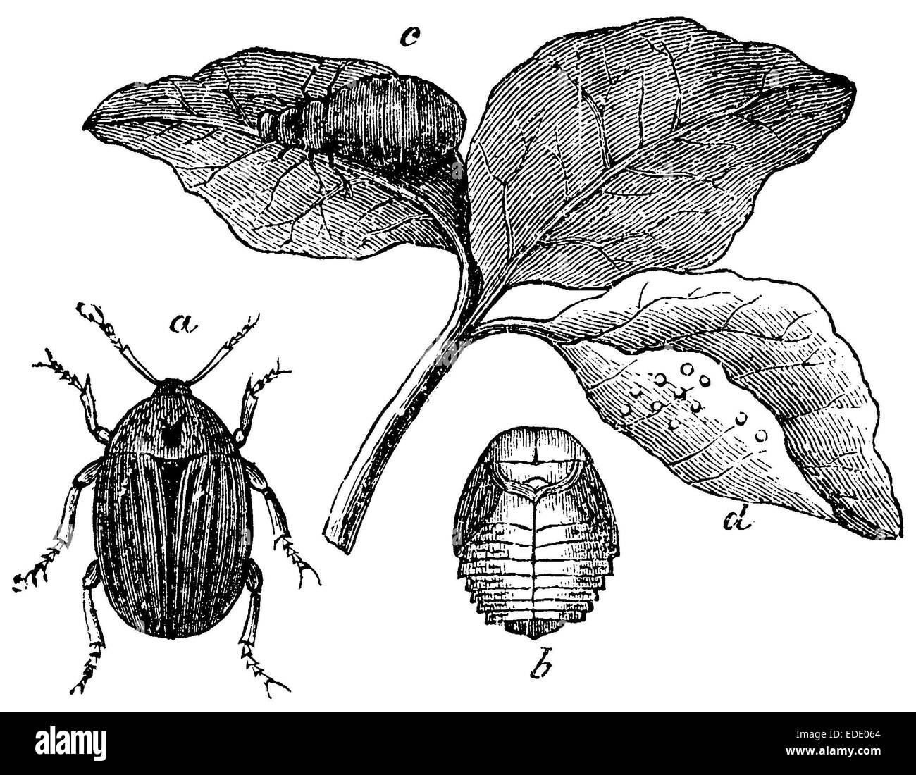 Insects of colorado Cut Out Stock Images & Pictures - Alamy