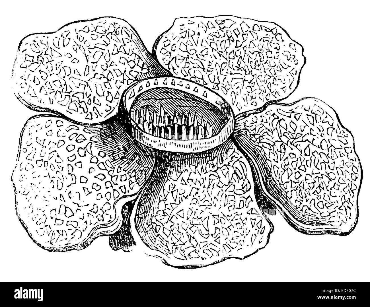 Rafflesia , blossom Stock Photo - Alamy