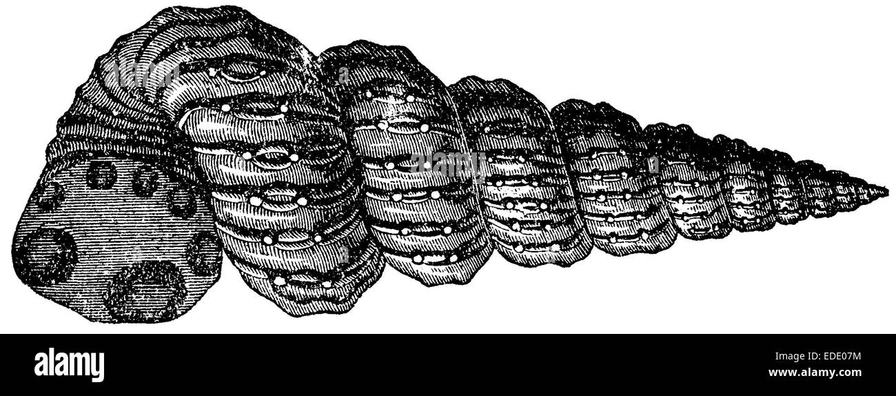 Zoological illustration hi-res stock photography and images - Alamy