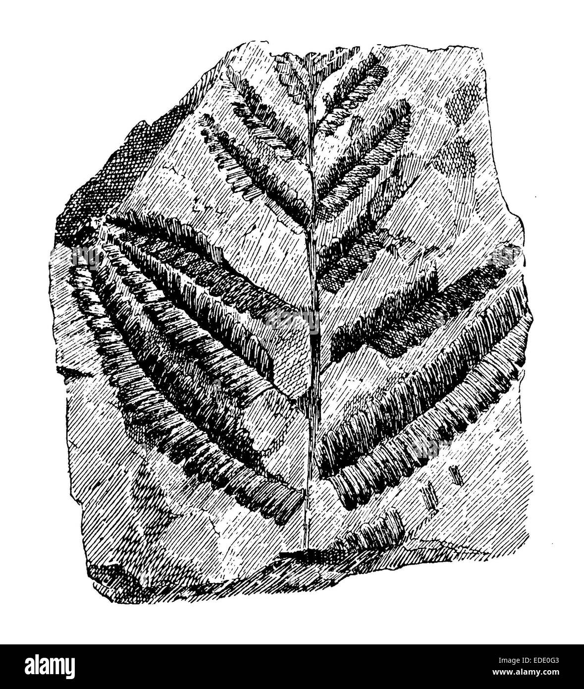 Fossil Fern, coal time Stock Photo - Alamy