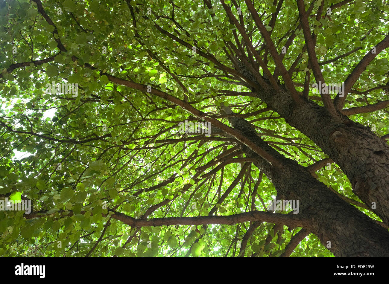 Fanning out hi-res stock photography and images - Alamy