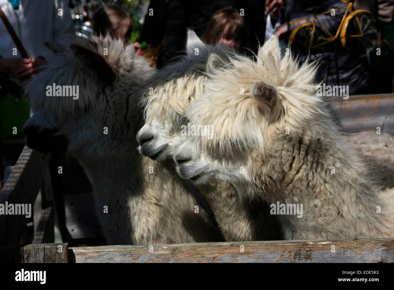 Tame animals hi-res stock photography and images - Alamy