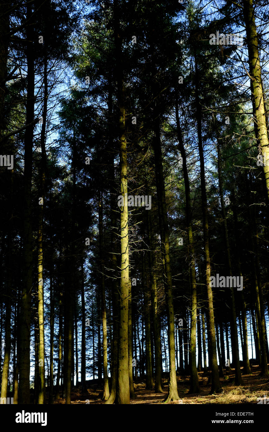Pine Trees in Beacon Fell, Country Park, Lancashire, UK Stock Photo - Alamy