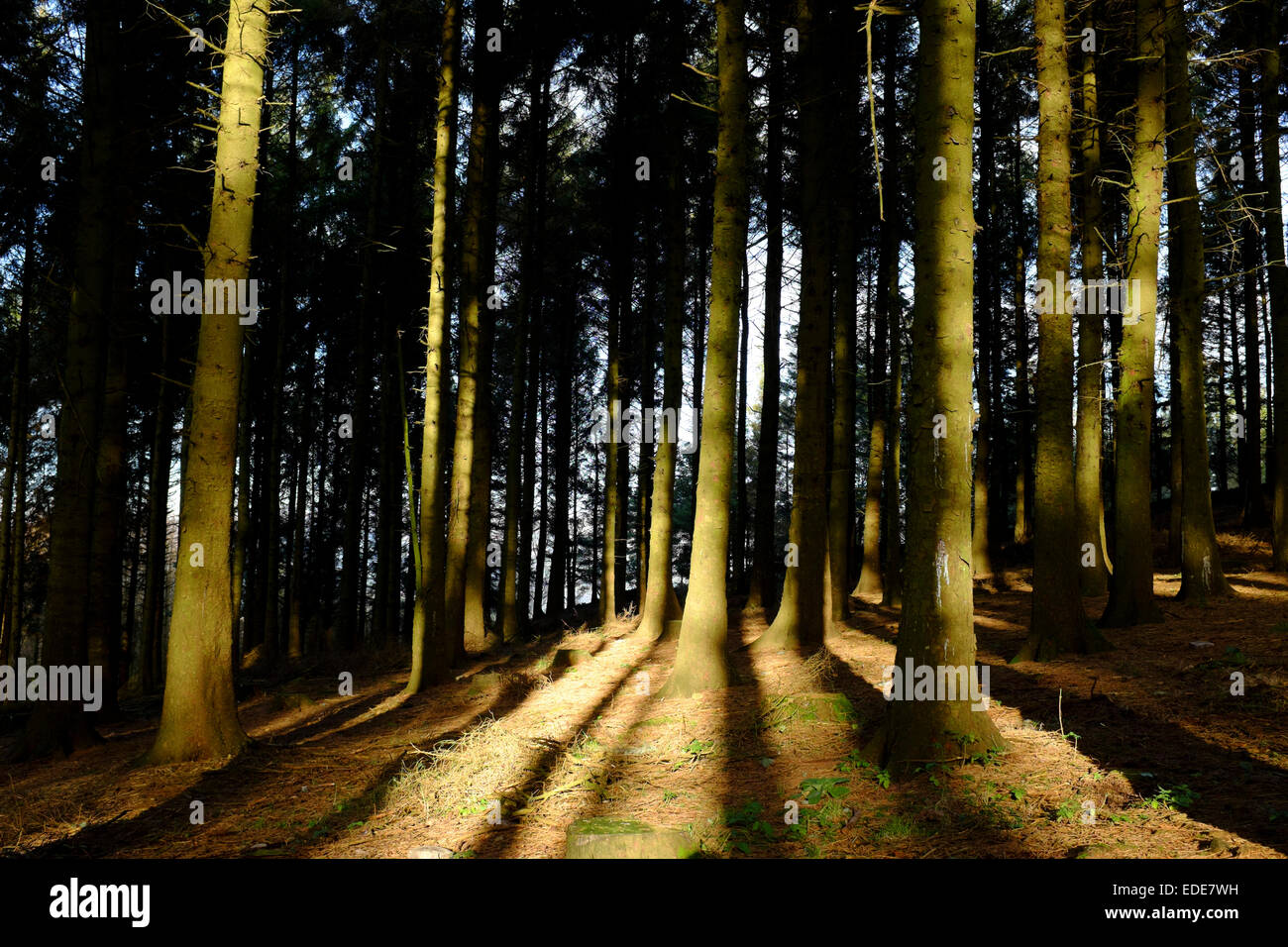 Pine Trees in Beacon Fell, Country Park, Lancashire, UK Stock Photo - Alamy
