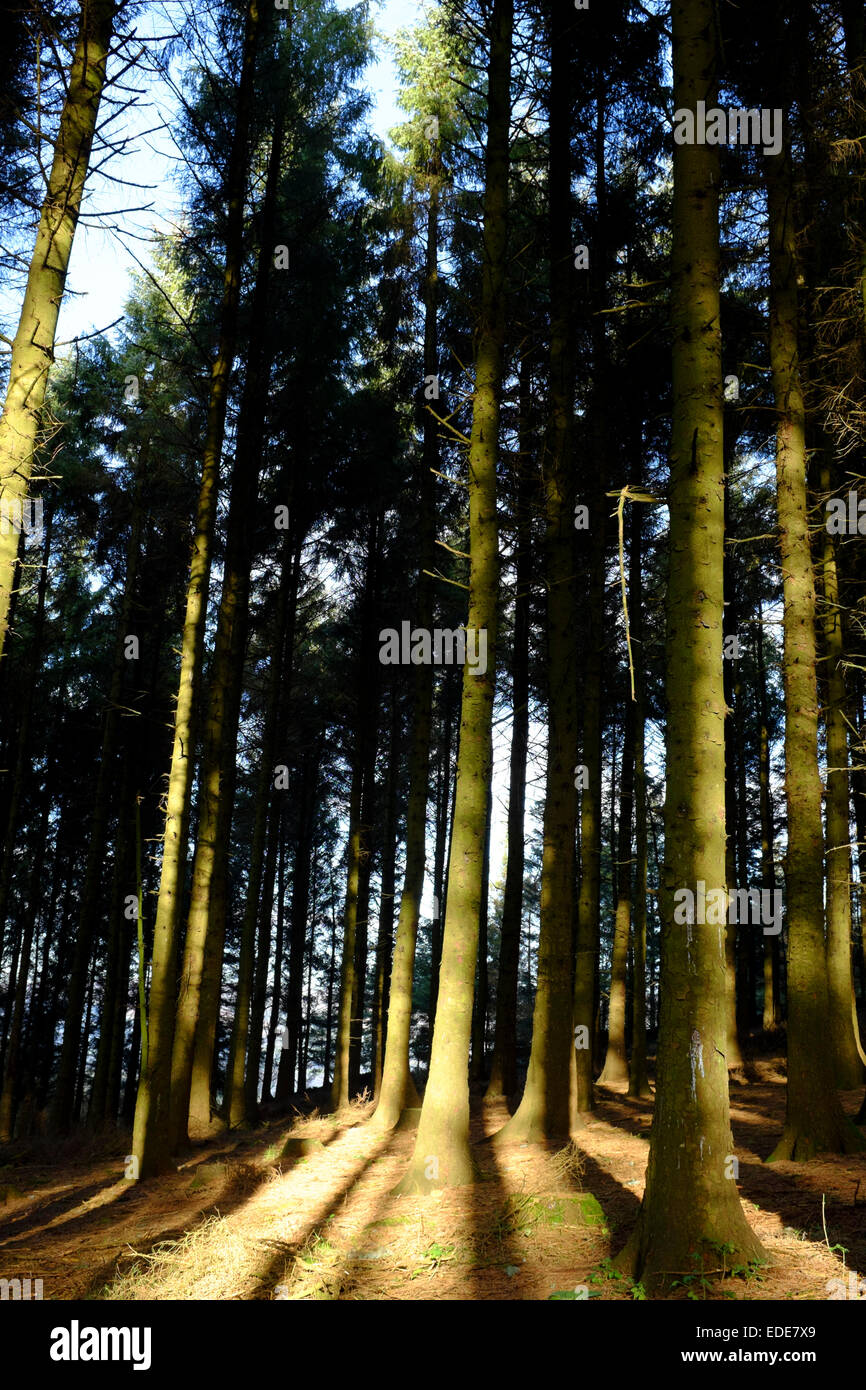 Pine Trees in Beacon Fell, Country Park, Lancashire, UK Stock Photo - Alamy