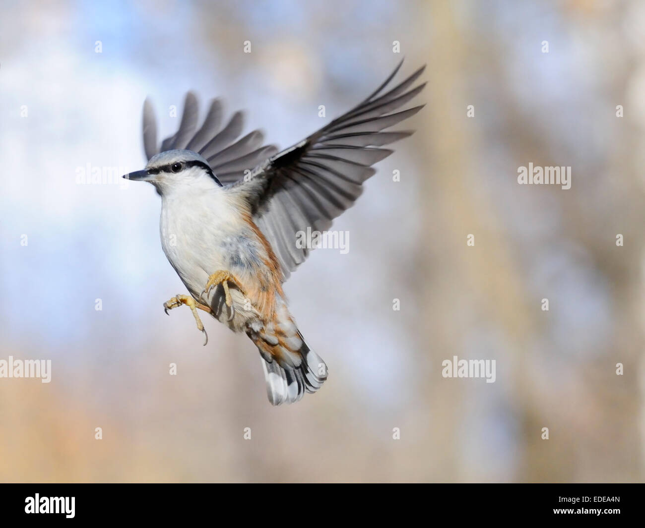 Flying Nuthatch with erect wings against blue and white autumn ...