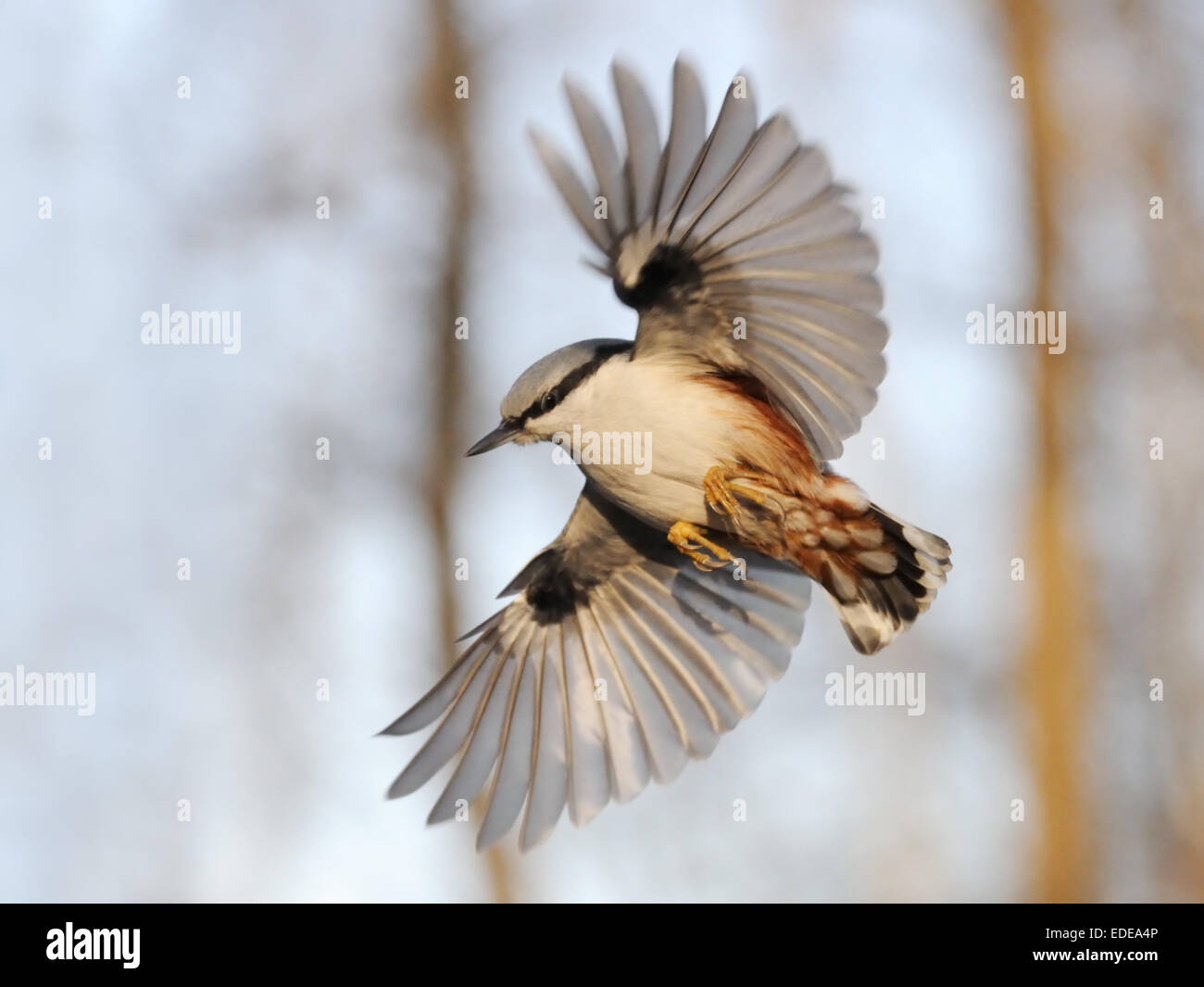 Flying Nuthatch with open wings against blue and white autumn ...