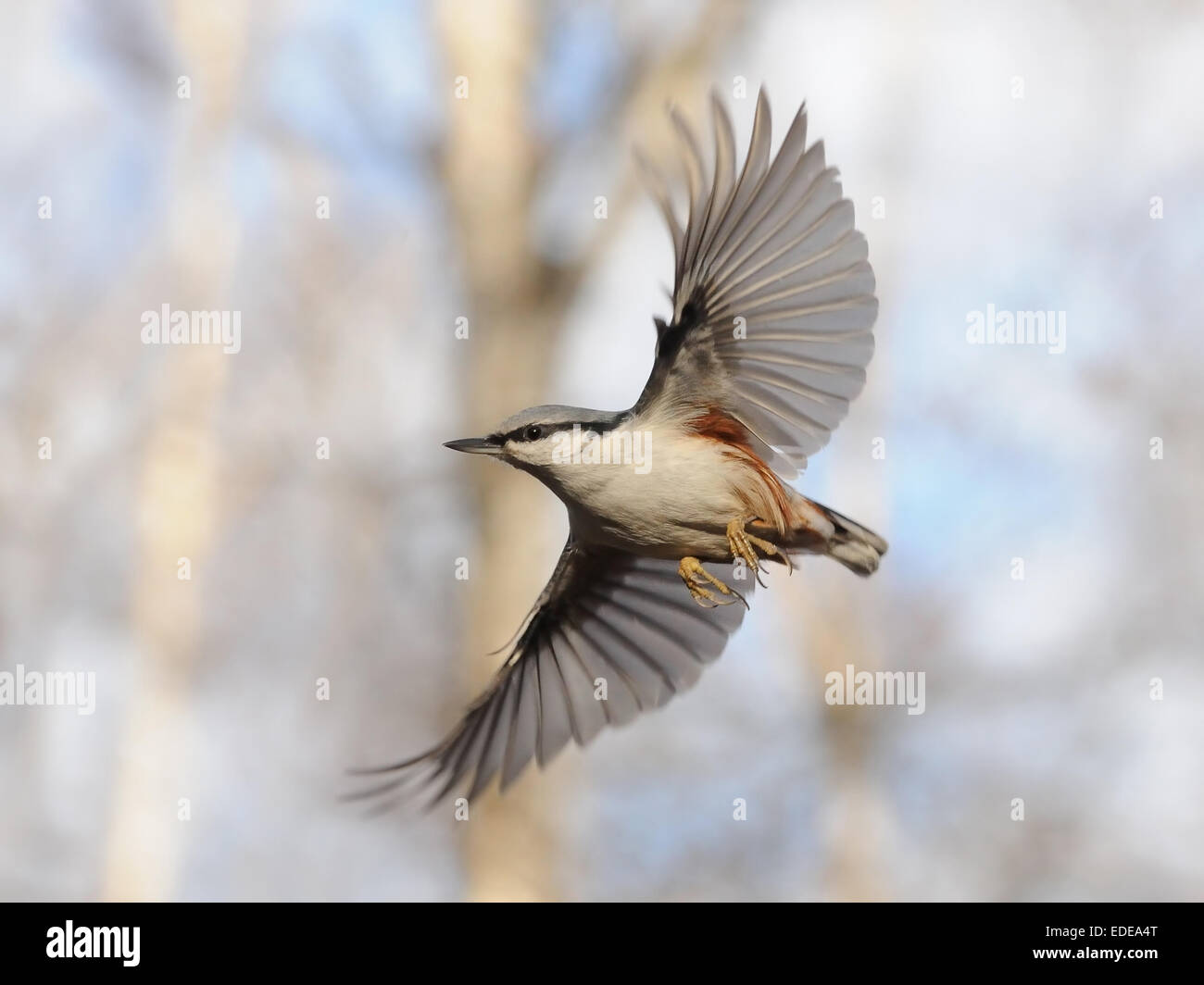 Flying Nuthatch with open wings against blue and white autumn ...