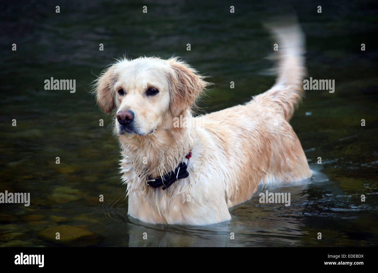 Golden tail hi-res stock photography and images - Alamy