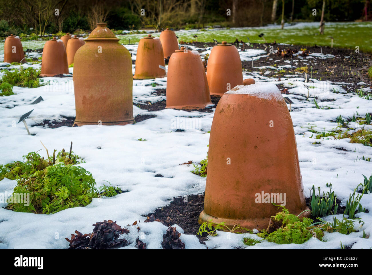 Terracotta Rhubarb Forcers protecting crop from snow in winter Stock ...