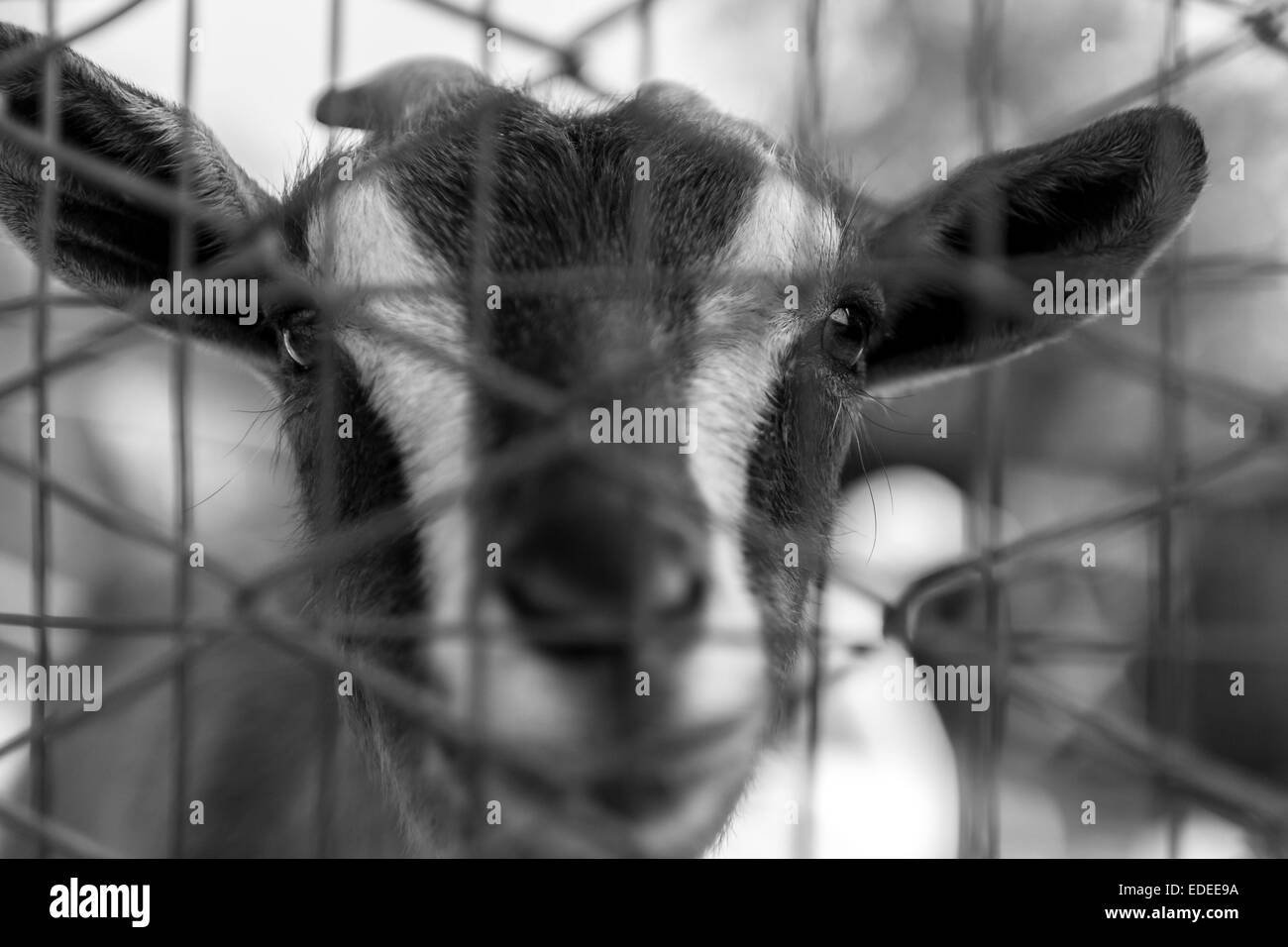 A goat alone and abandoned behind a fence Stock Photo - Alamy