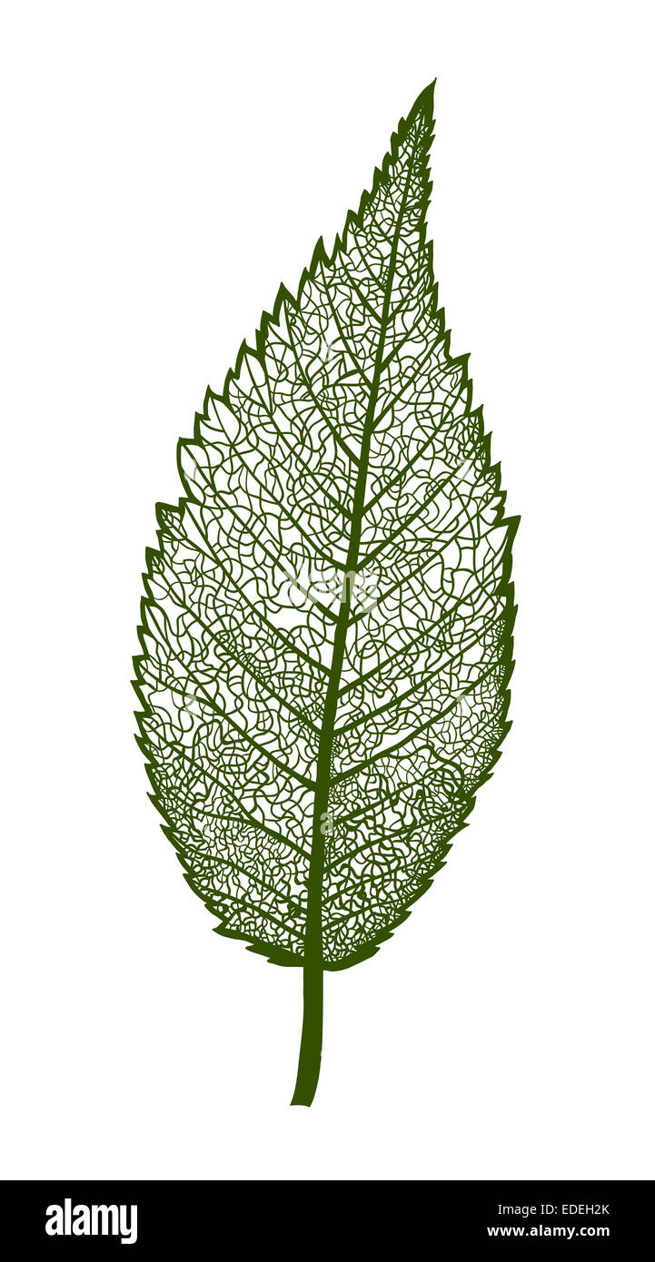 Leaf vein vector hi-res stock photography and images - Alamy
