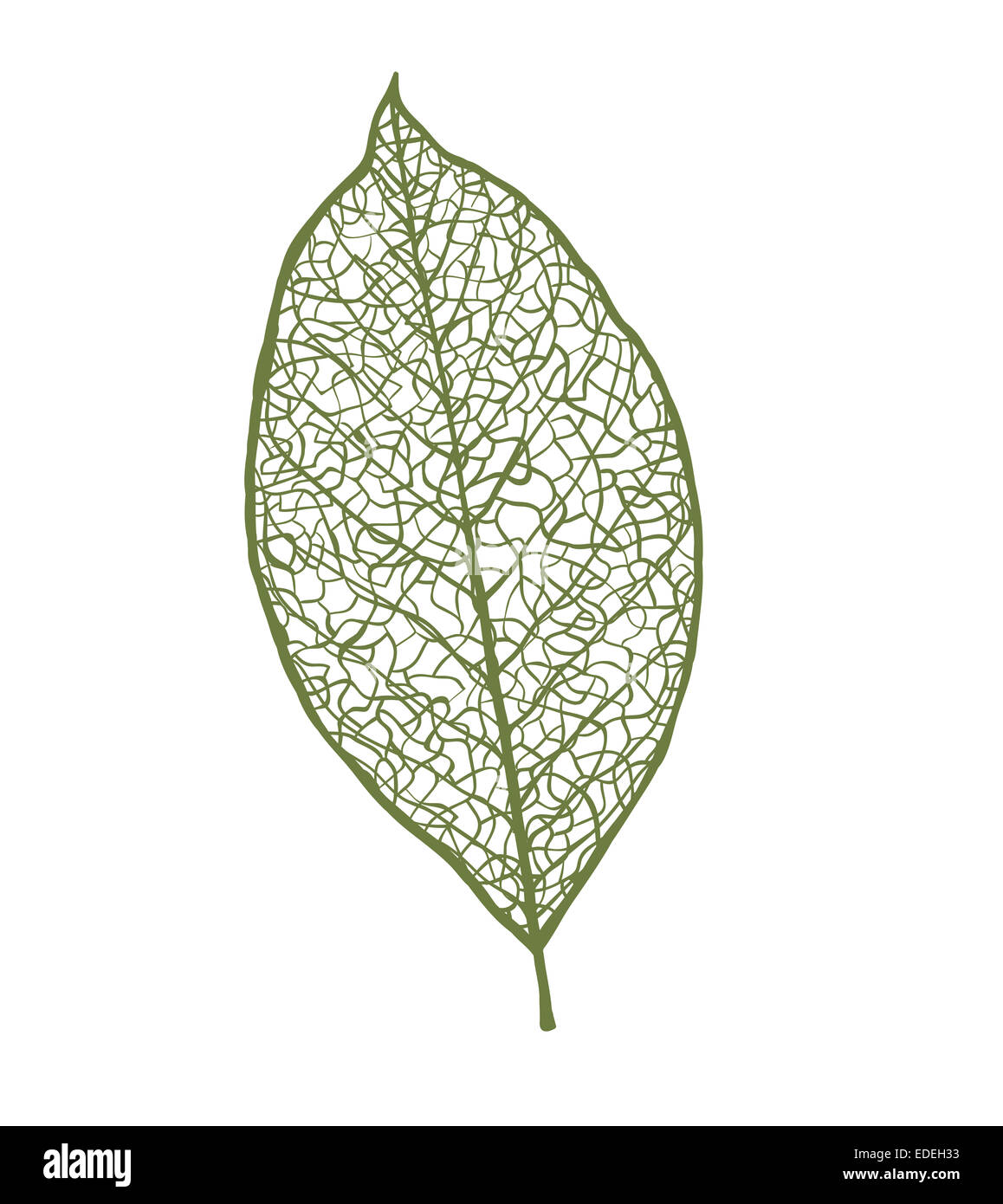 Vector nut leaf, isolated on white background Stock Photo - Alamy