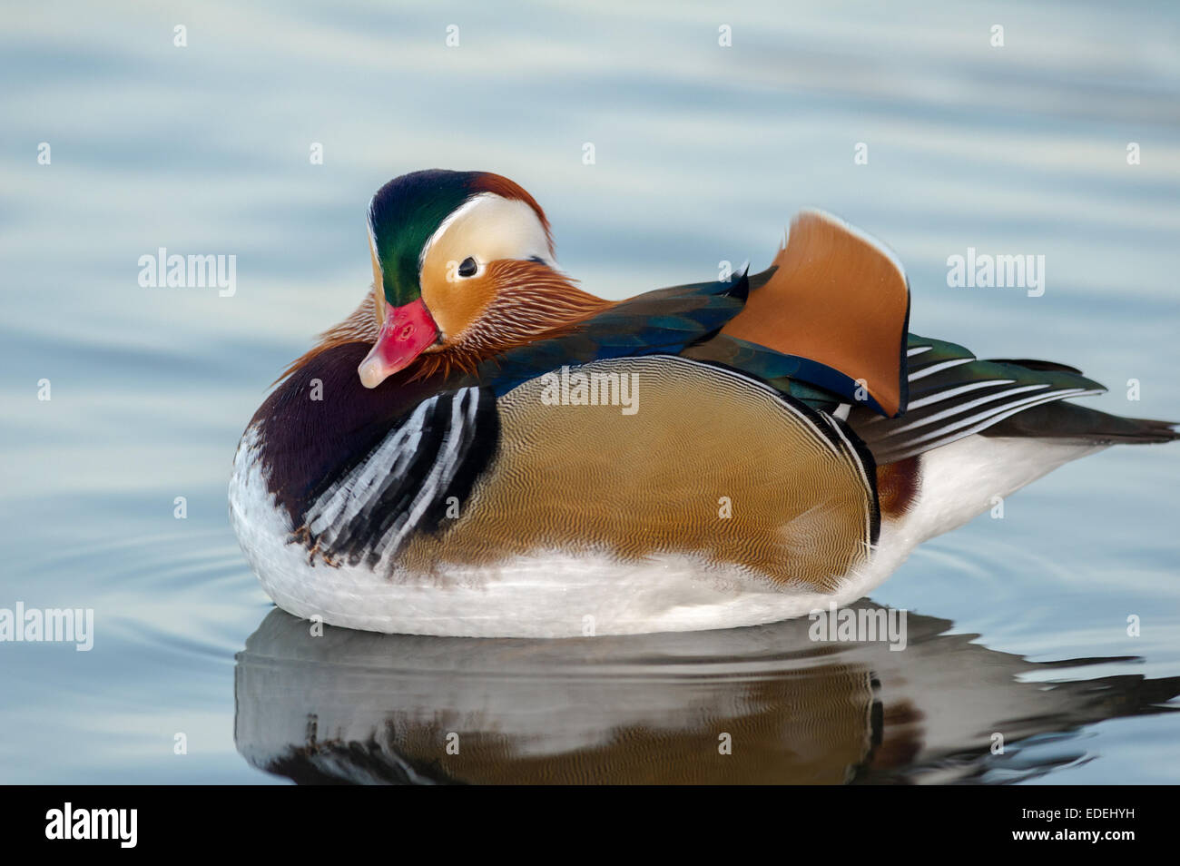 Male Mandarin duck with elaborate and ornate plumage Stock Photo - Alamy