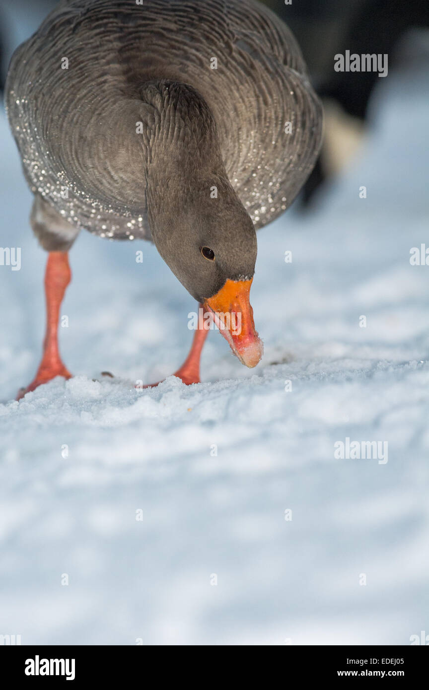 Snowy goose hi-res stock photography and images - Alamy