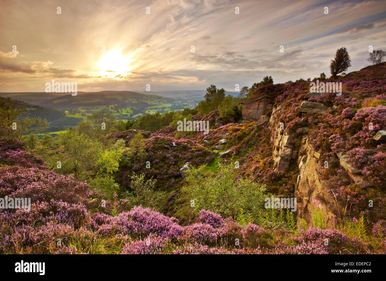 Millstone Edge Heather Stock Photo - Alamy