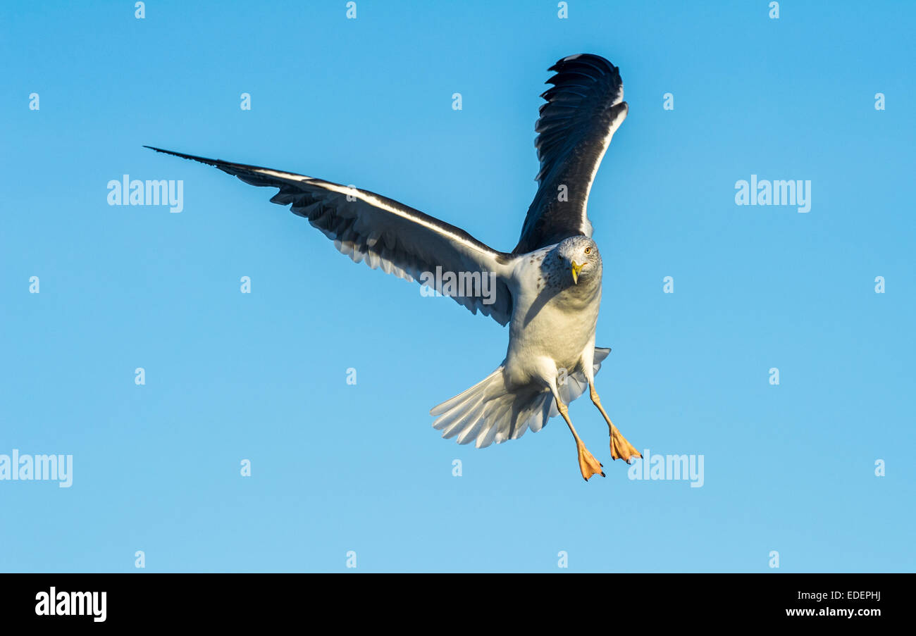 Lesser Black Backed gull in flight Stock Photo - Alamy