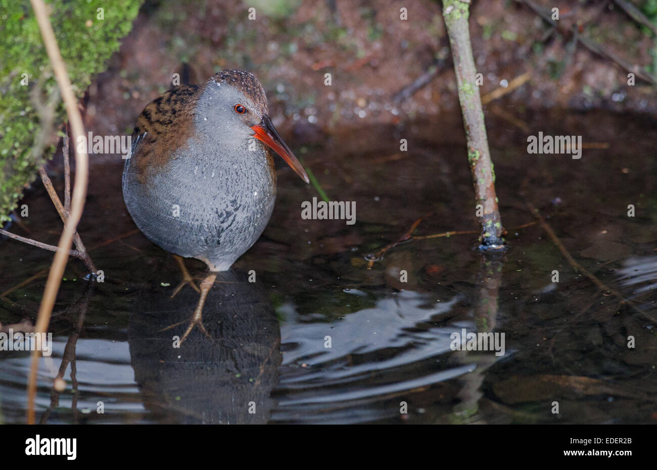Water Rail walking in a shallow stream Stock Photo - Alamy