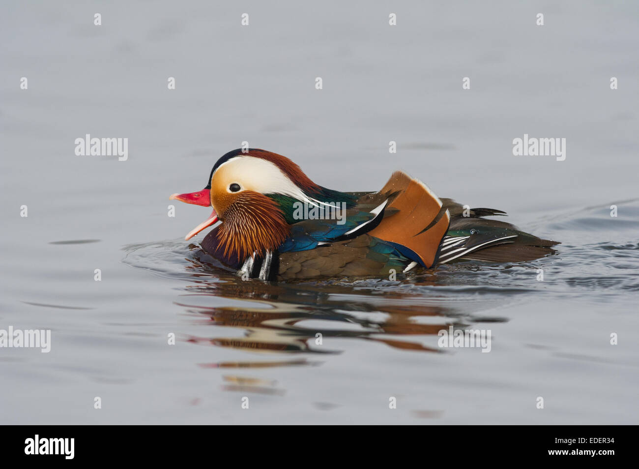 Male Mandarin duck with elaborate and ornate plumage Stock Photo - Alamy