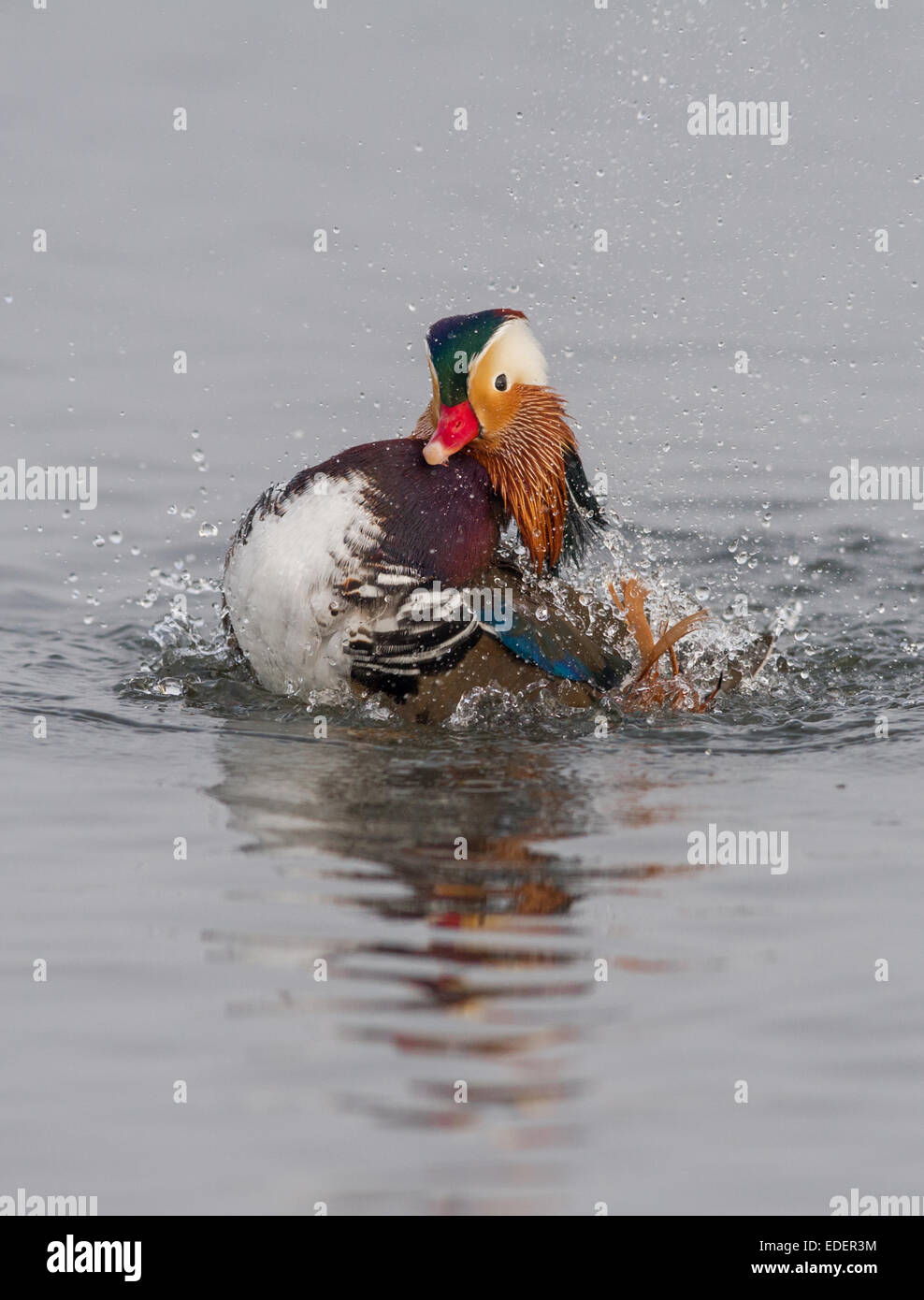 Duck splash hi-res stock photography and images - Alamy