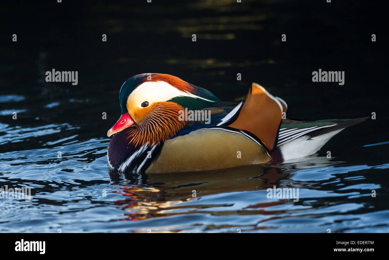Male Mandarin duck with elaborate and ornate plumage Stock Photo - Alamy