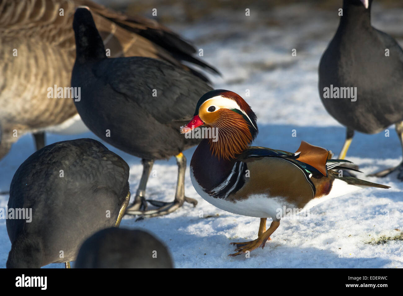 Male adult Mandarin duck with coots walking in snow Stock Photo - Alamy