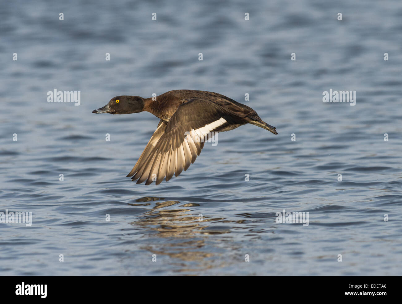 Female tufted duck hi-res stock photography and images - Alamy