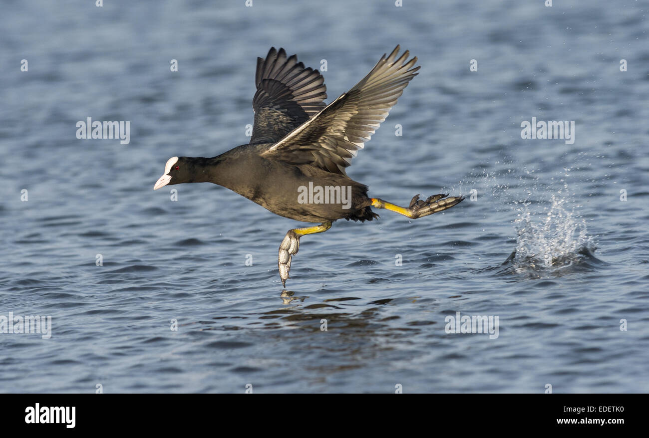 Adult Coot running on water with the help from its wings and large ...