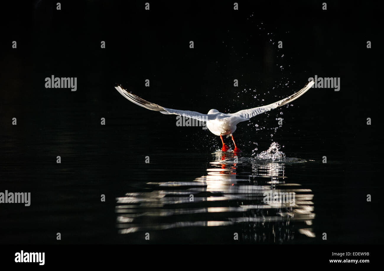 Flying gull reflected in water hi-res stock photography and images - Alamy