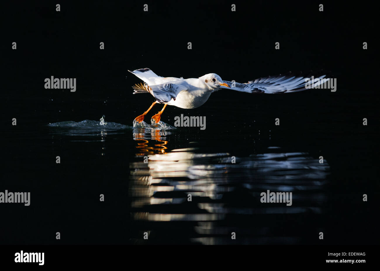 Black Headed gull flying off Stock Photo - Alamy