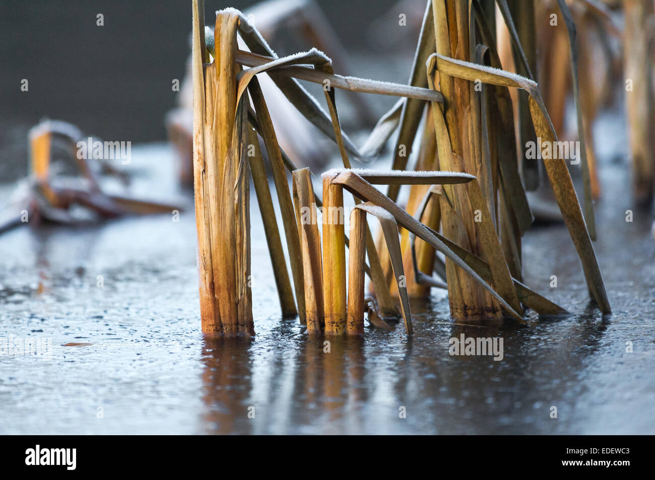 Decaying reed stems standing in a frozen lake Stock Photo - Alamy