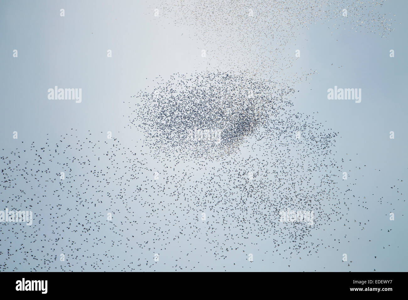 Flocks of Knot at high tide at Snettisham in Norfolk (Calidris canutus ...