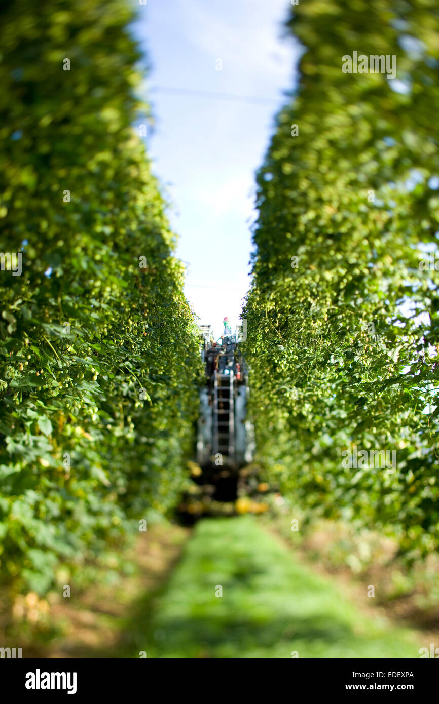 Row row ferry hi-res stock photography and images - Alamy