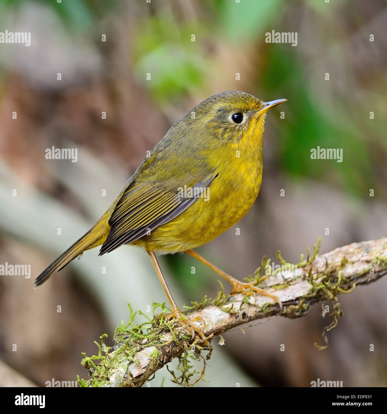 Beautiful yellow bird, female Golden Bush Robin (Tarsiger chrysaeus ...
