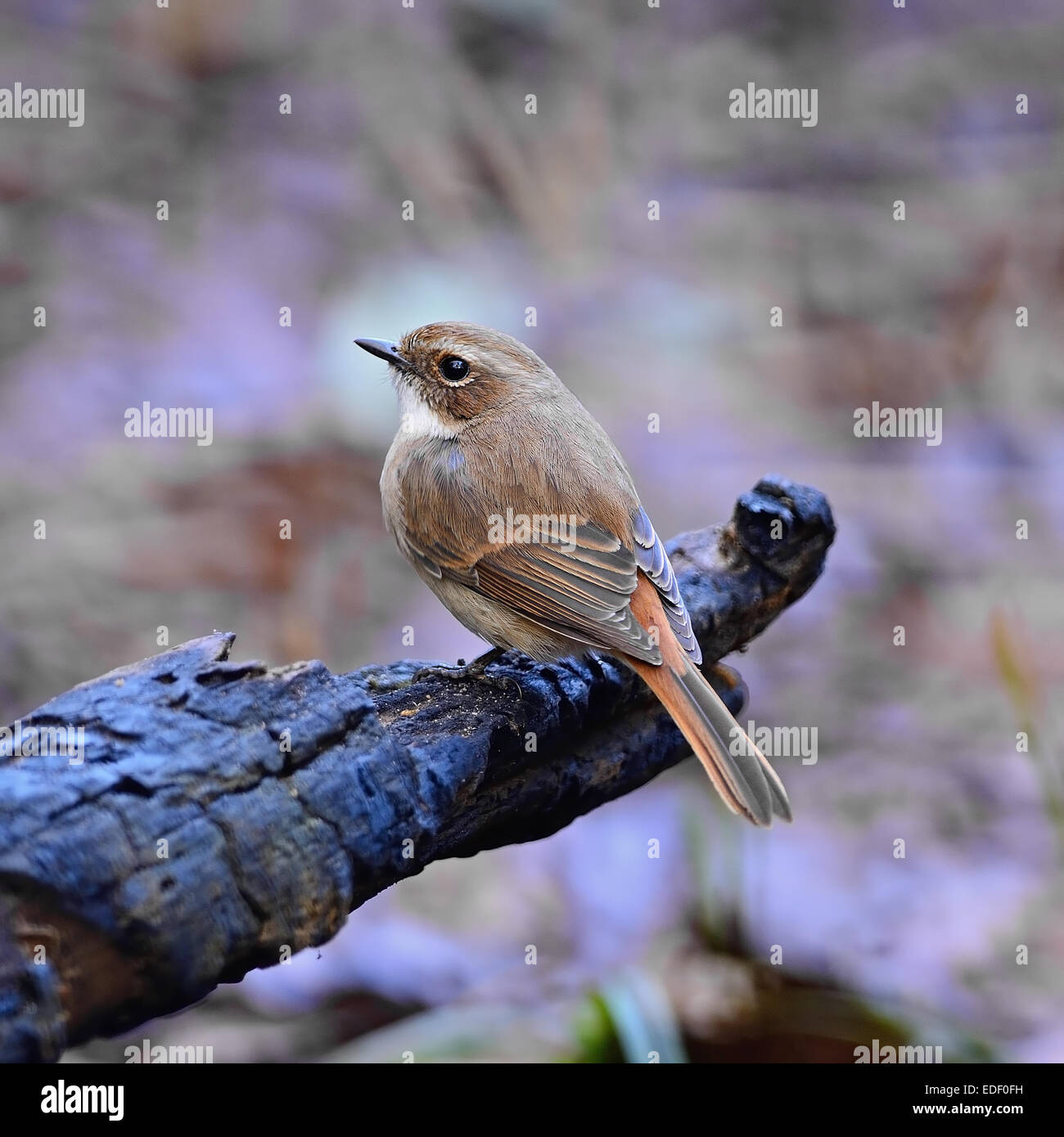 Beautiful grey bird, female Grey Bushchat (Saxicola ferreaus), standing ...