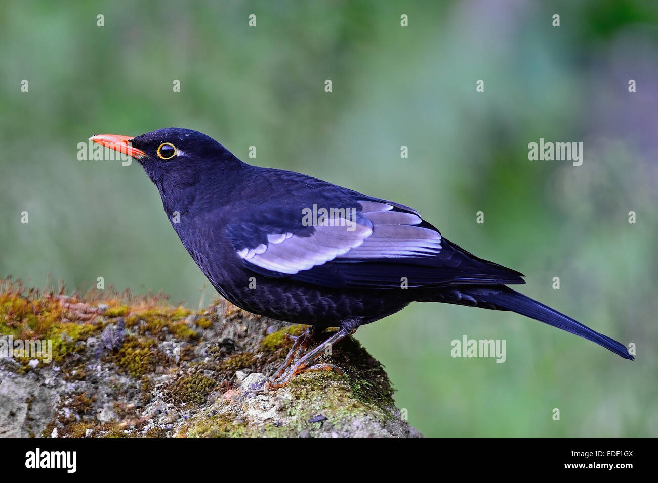 Beautiful black bird, male Grey-winged Blackbird (Turdus boulboul ...