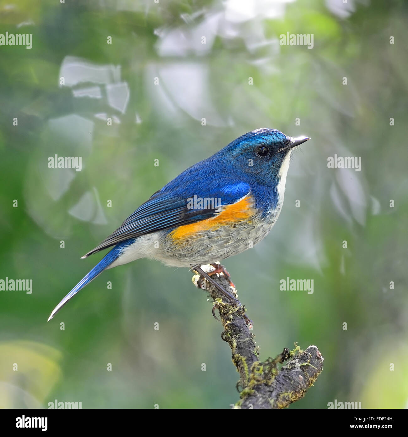 Colorful blue bird, male Himalayan Bluetail (Tarsiger rufilatus) on a ...