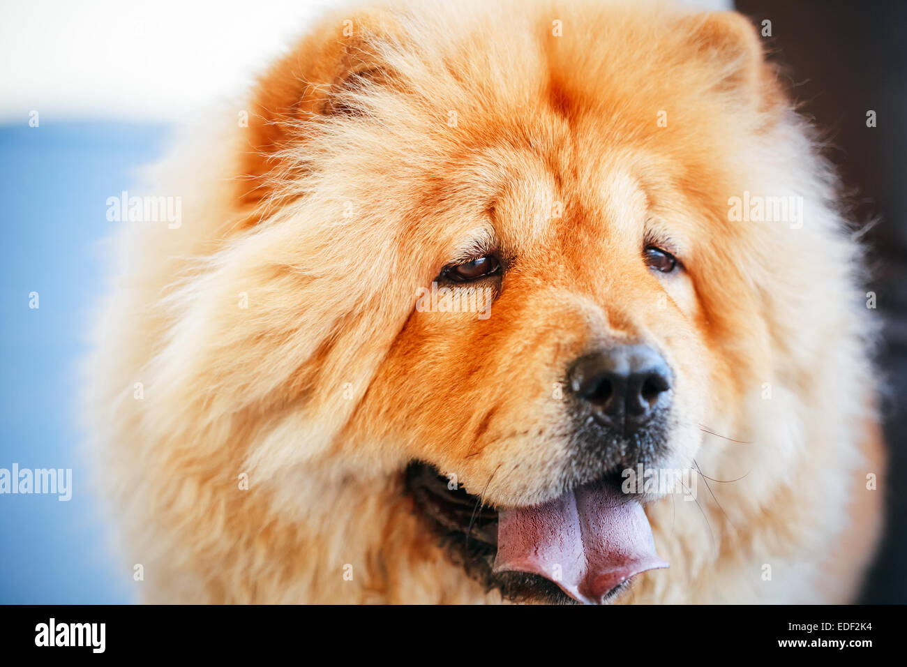 Chinese red dog hi-res stock photography and images - Alamy