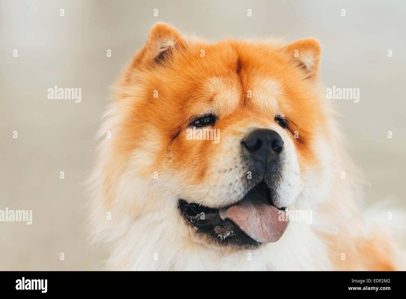Red Chines chow chow dog close up portrait Stock Photo - Alamy