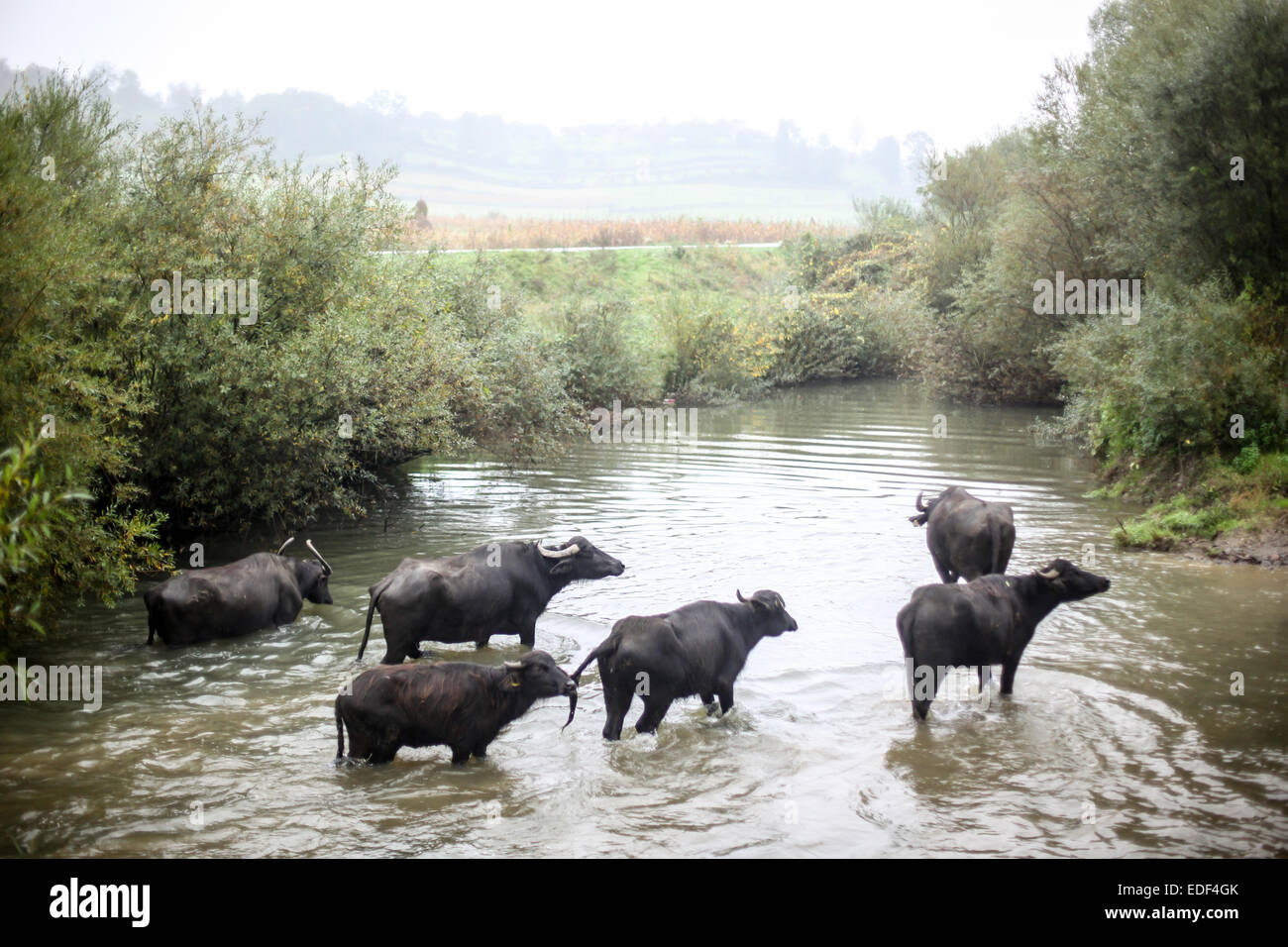 Color picture of water buffalos in a river Stock Photo - Alamy
