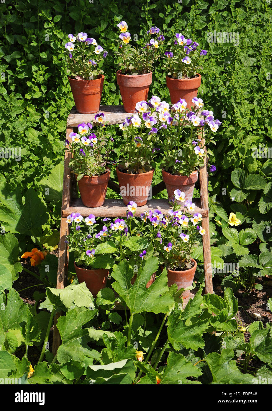 Colourful display of Flower filled pots on a stand Stock Photo - Alamy