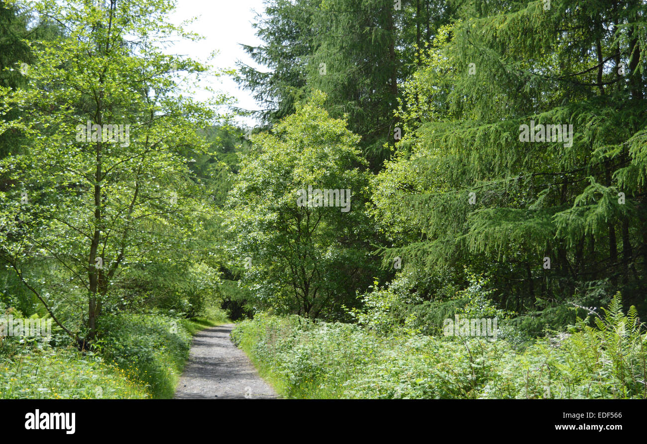 Woodlands path hi-res stock photography and images - Alamy