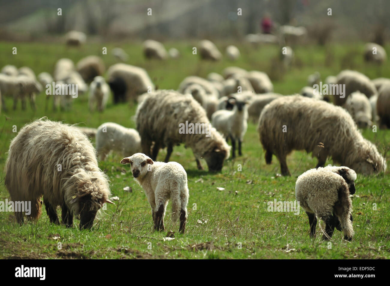 Picture of sheep hi-res stock photography and images - Alamy