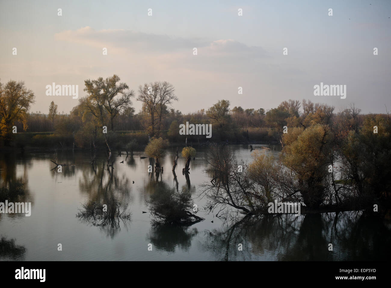 Color picture of trees in a swamp at sunset Stock Photo - Alamy