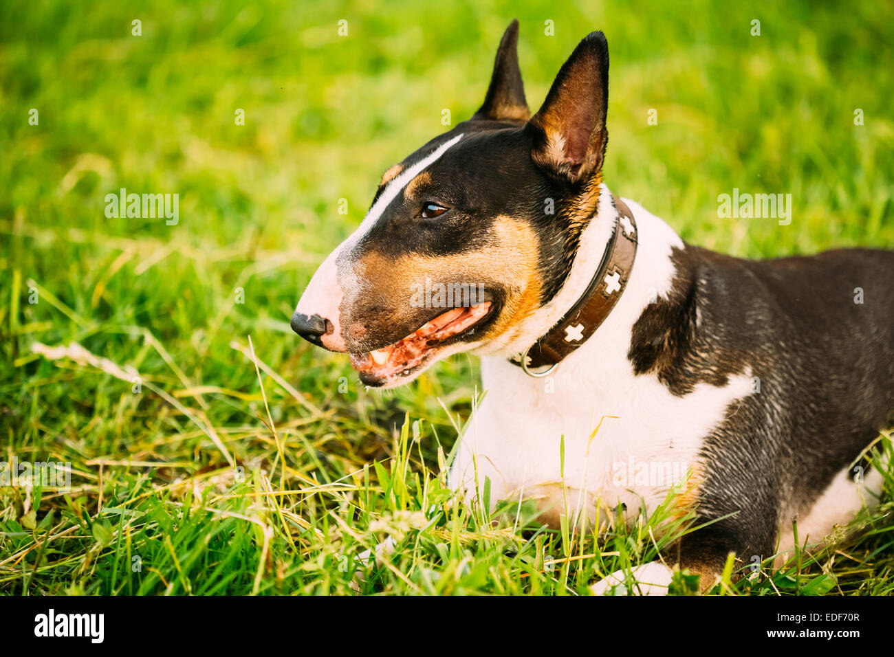 Brindle bullterrier hi-res stock photography and images - Alamy