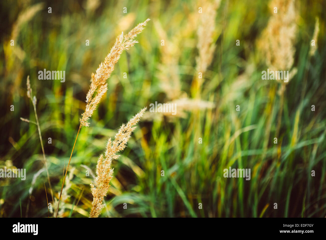 Dry Green Grass Field In Sunset Sunlight. Beautiful Yellow Sunrise ...